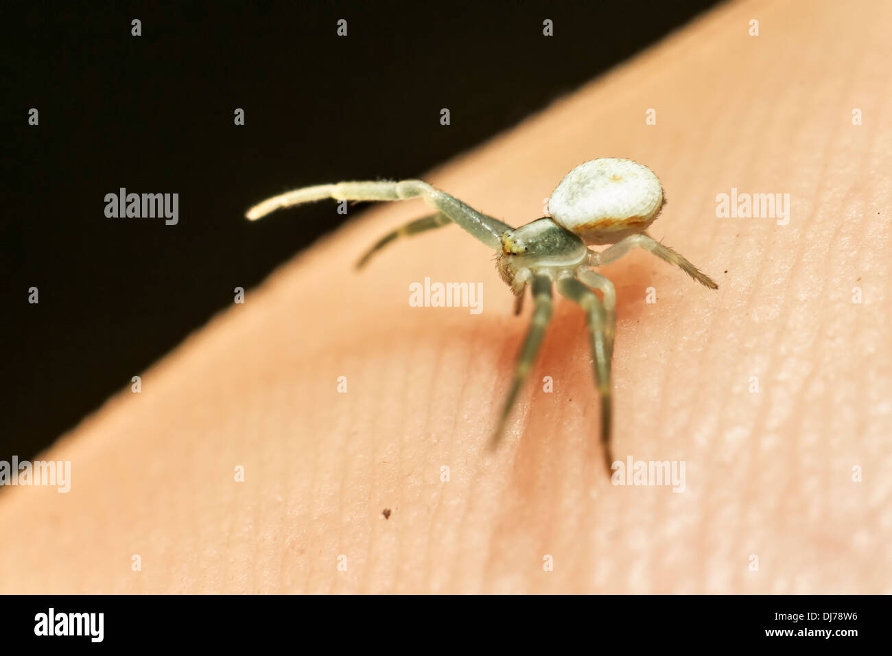 Portrait of a white spider Stock Photo - Alamy