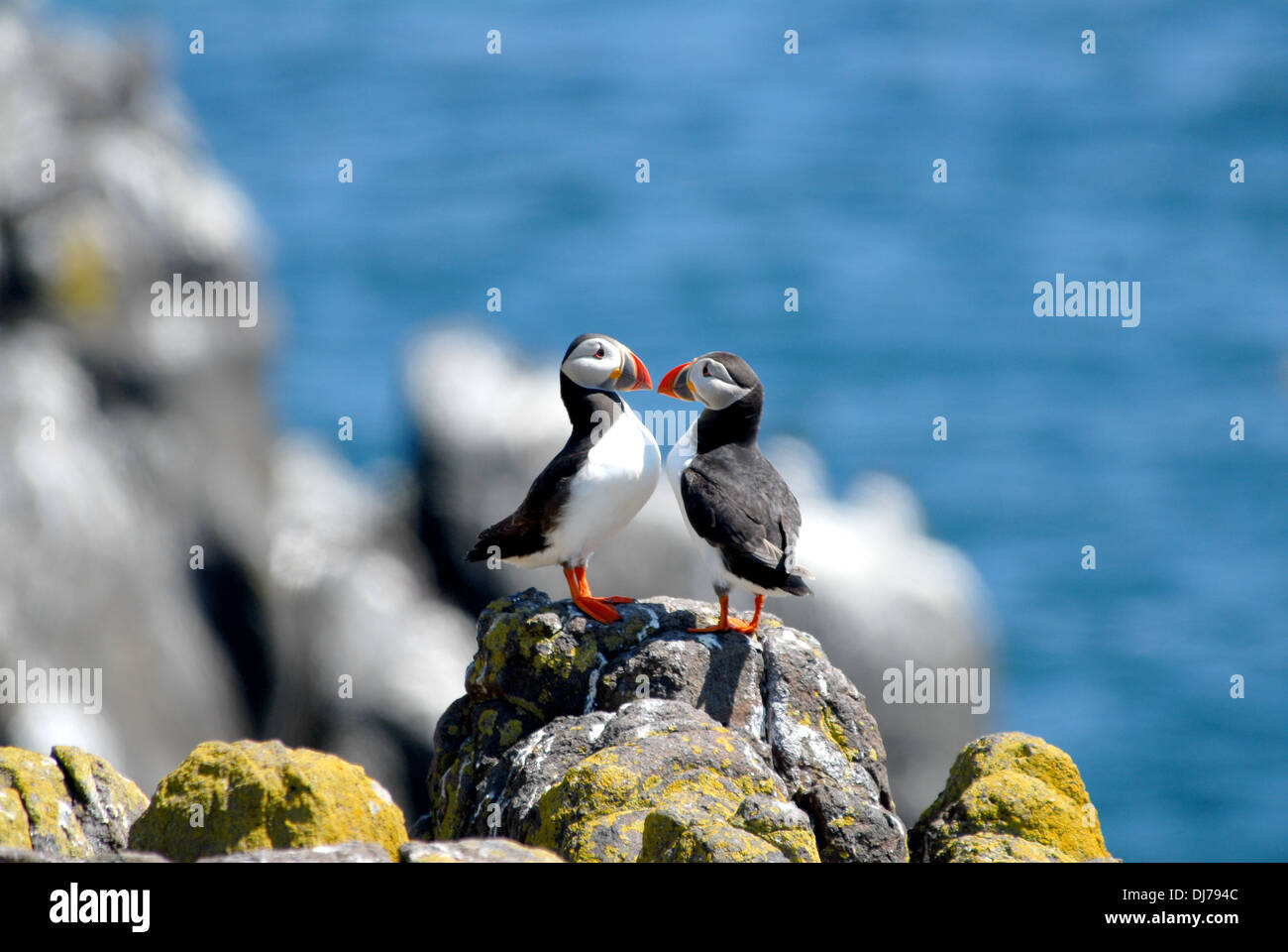 Puffins isle of may hi-res stock photography and images - Alamy