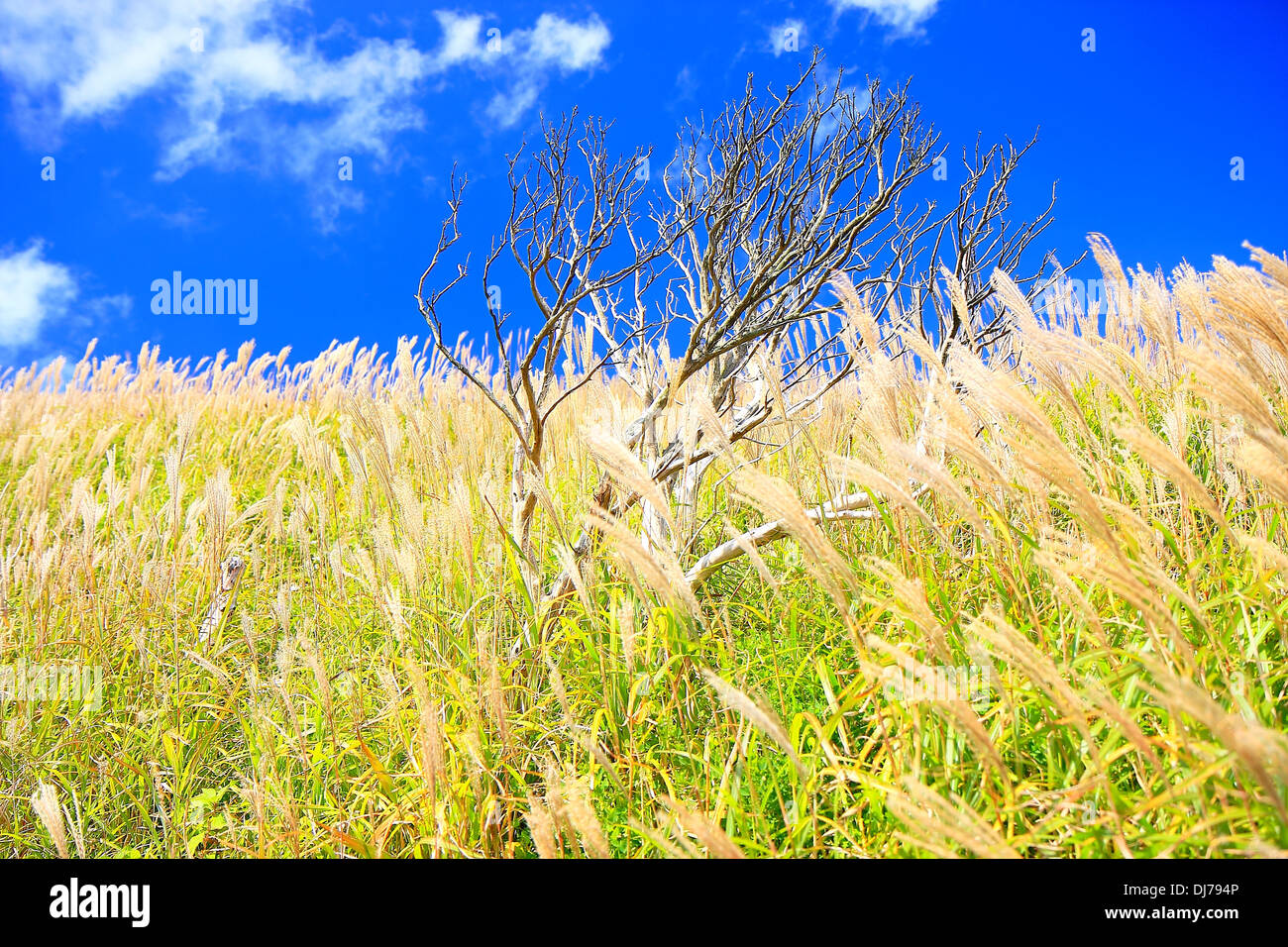 Dry tree & green grass Stock Photo - Alamy