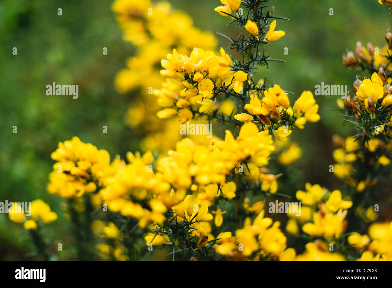 A common gorse or Ulex europaeus plant with bright yellow flowers ...