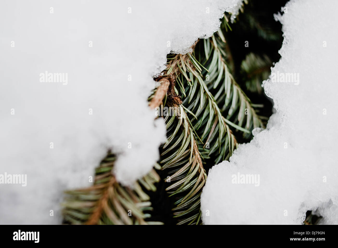 Fraser fir tree hi-res stock photography and images - Alamy