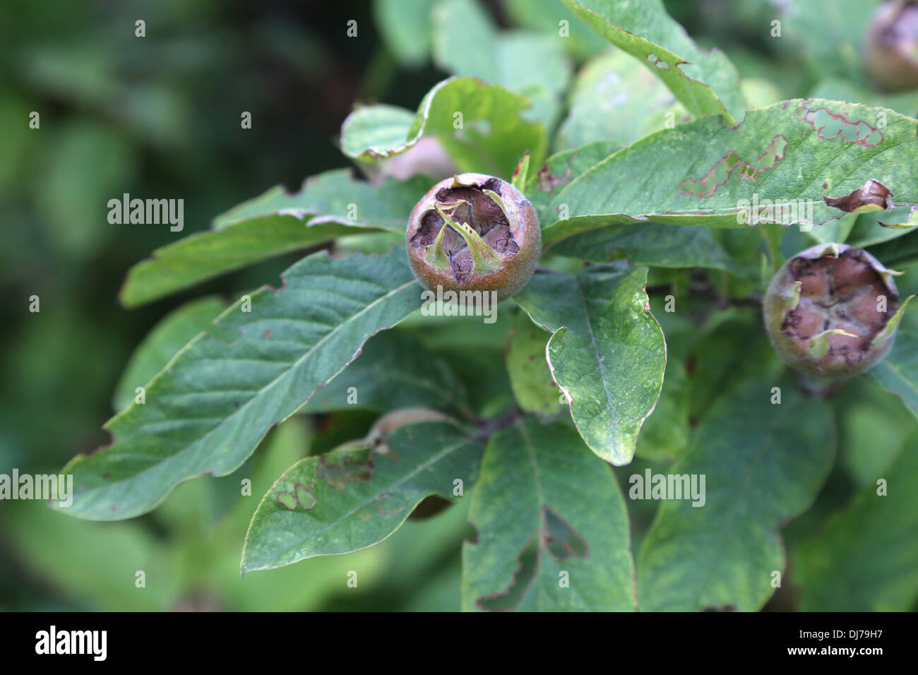 Tree medlar hi-res stock photography and images - Alamy