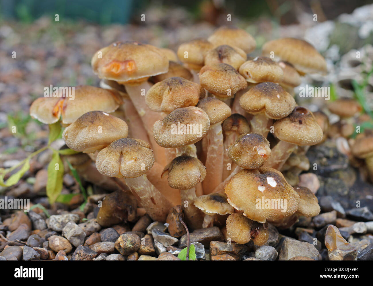 Toadstools in an English Garden Stock Photo - Alamy