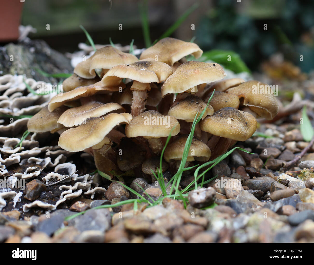 Honey fungus hi-res stock photography and images - Alamy