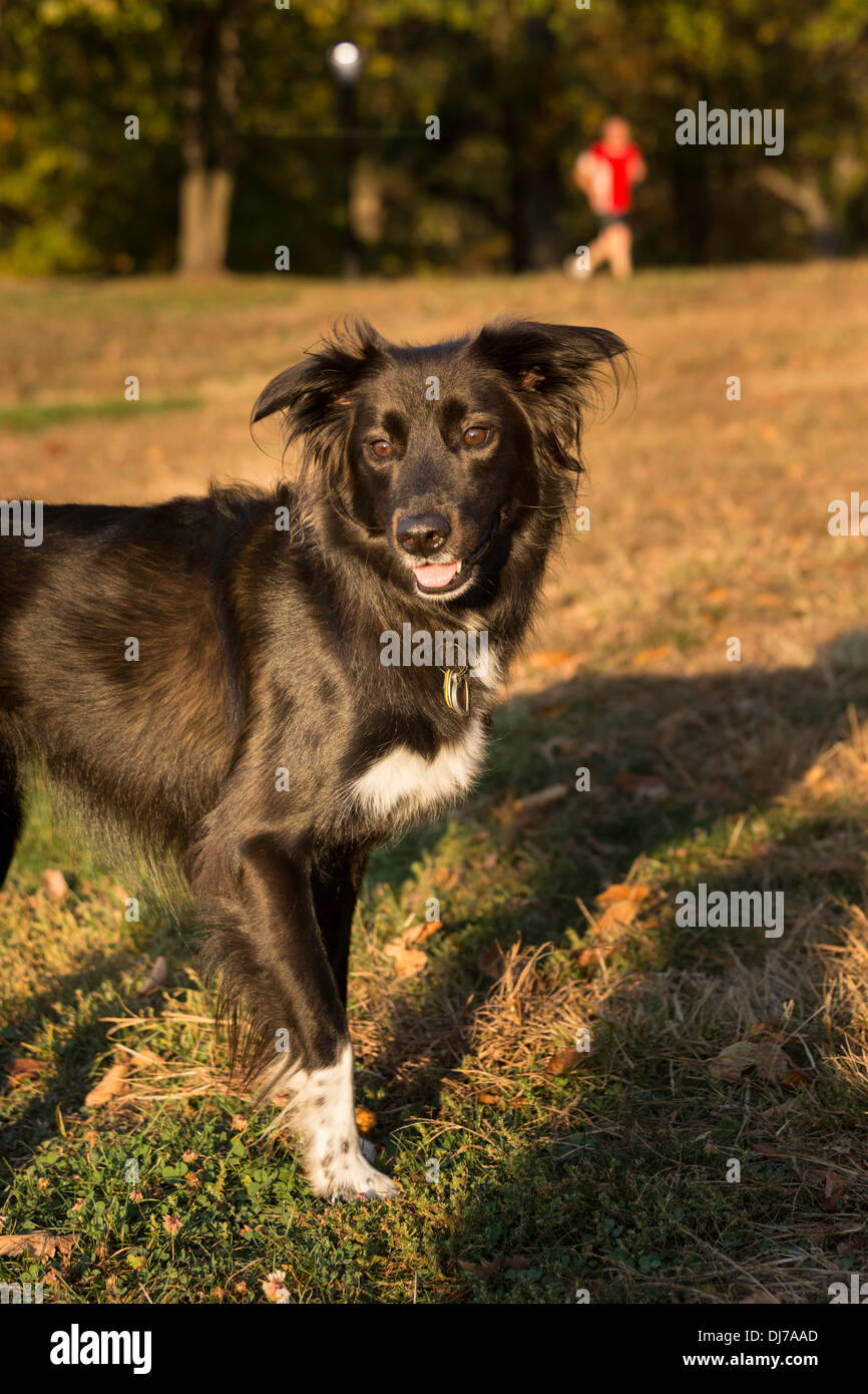 Mixed Breed Border Collie Outside Stock Photo - Alamy