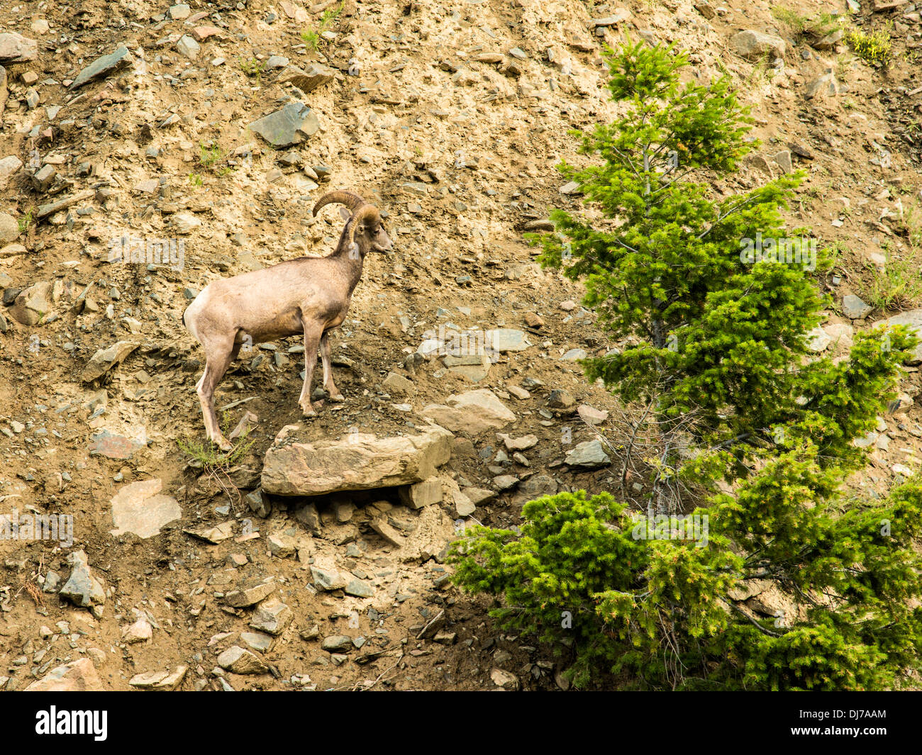 Bighorn Sheep climbing mountainside after grazing on mineral rich ...