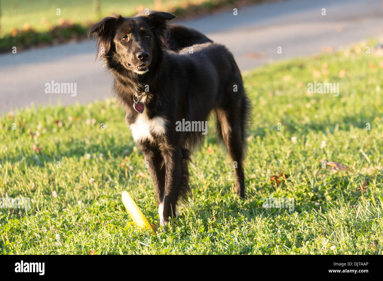 Mixed Breed Border Collie Outside Stock Photo - Alamy