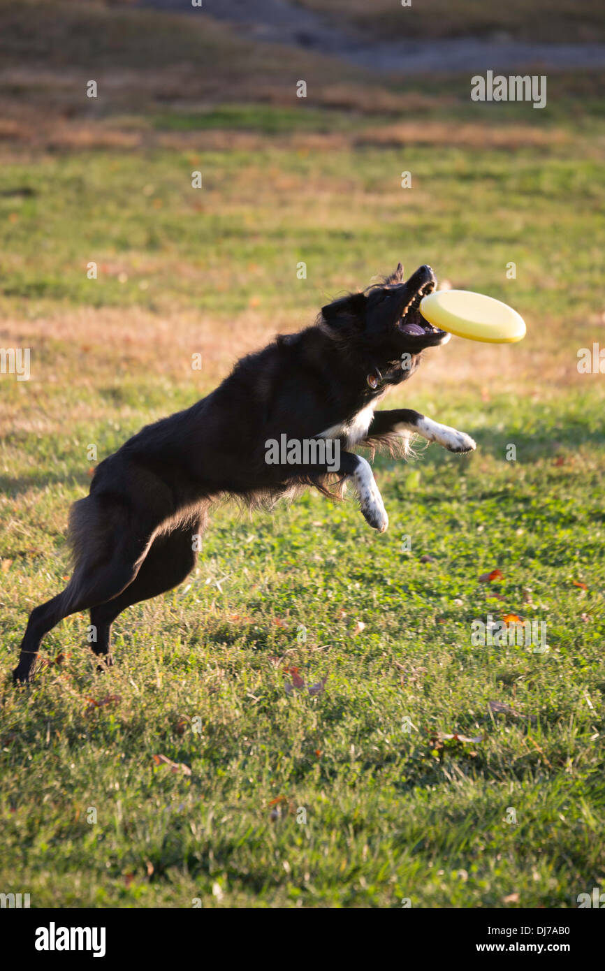Mixed Breed Border Collie Outside Catching Flying Disk, USA Stock Photo ...