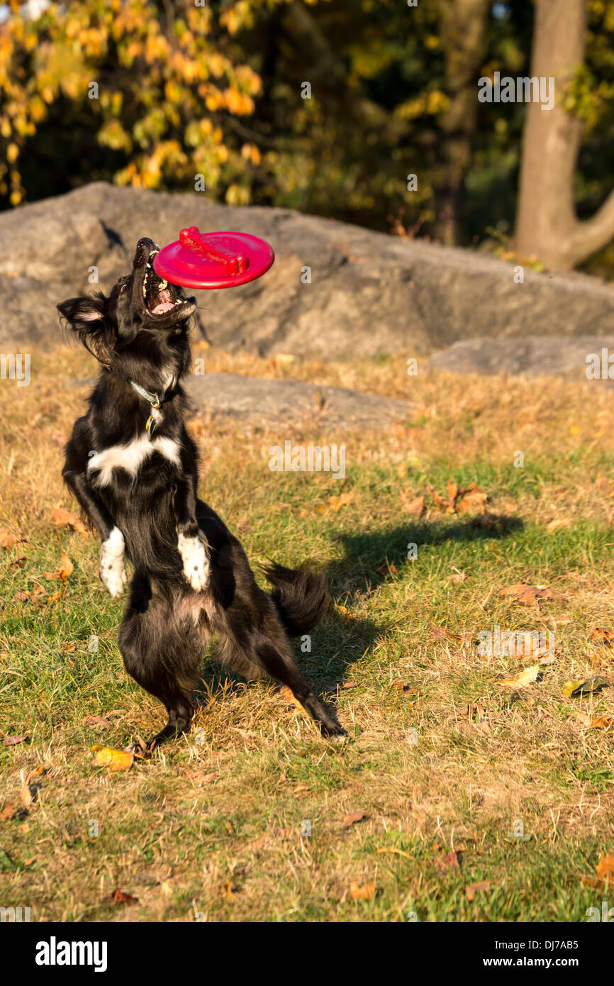 Mixed Breed Border Collie Outside Catching Flying Disk, USA Stock Photo ...