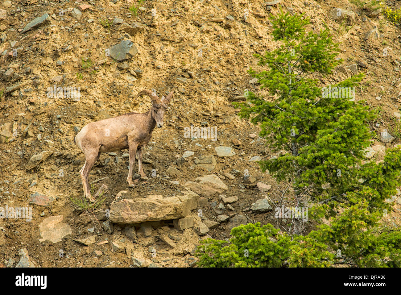 Bighorn Sheep climbing mountainside after grazing on mineral rich ...