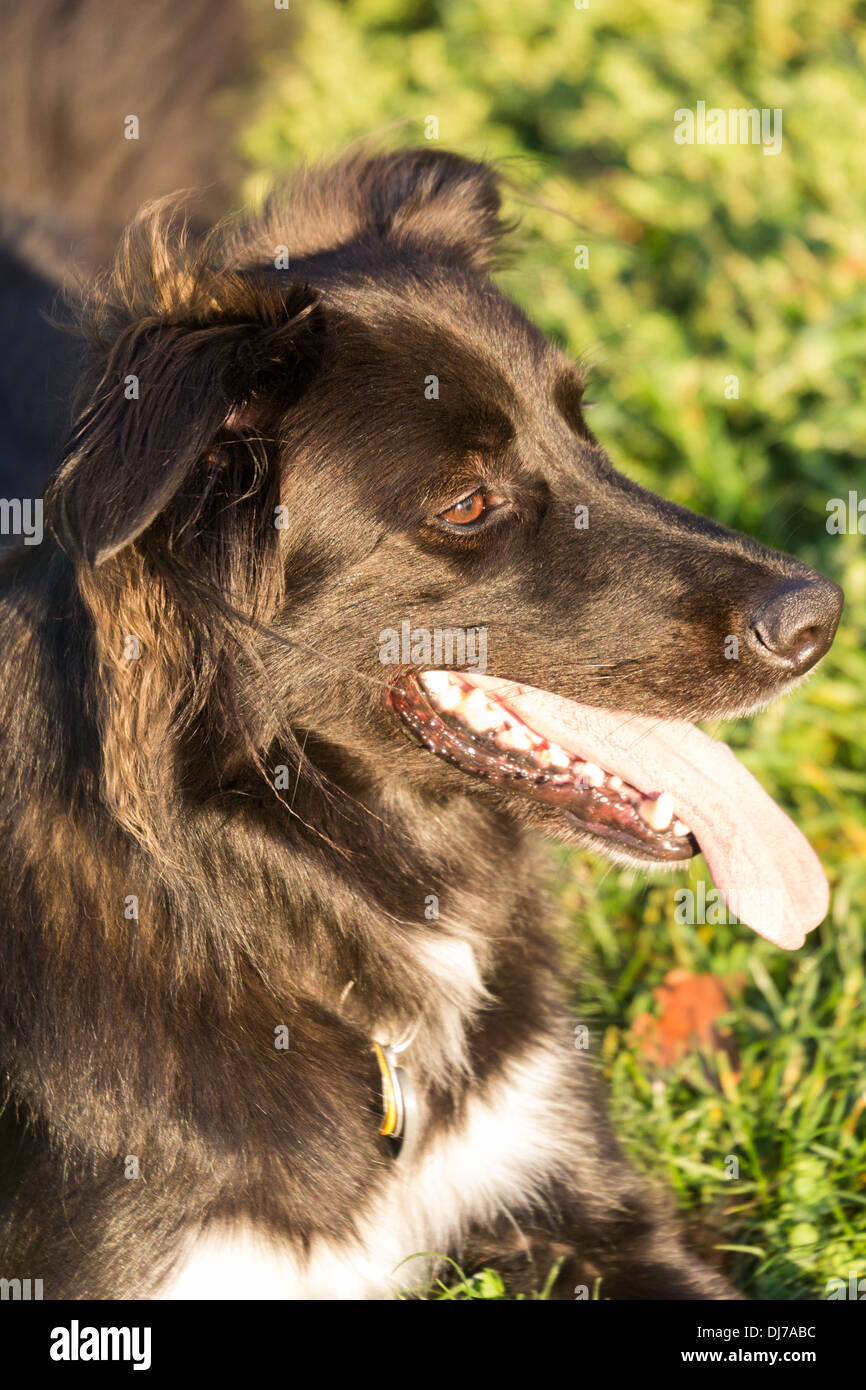 Mixed Breed Border Collie Outside Stock Photo - Alamy