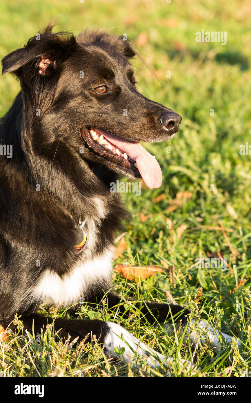 Mixed Breed Border Collie Outside Stock Photo - Alamy