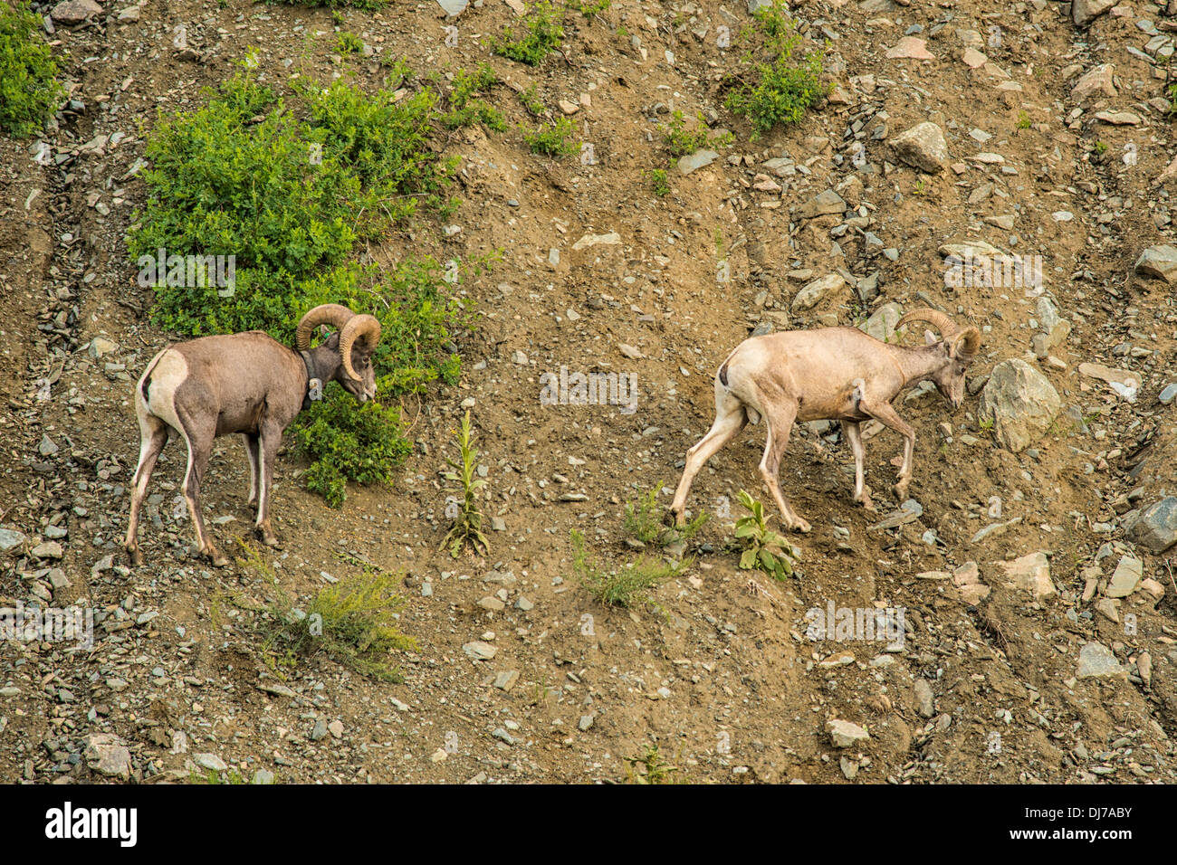 Bighorn Sheep climbing mountainside after grazing on mineral rich ...