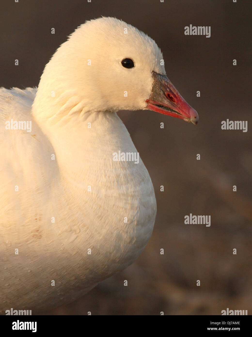 Ross's goose hi-res stock photography and images - Alamy