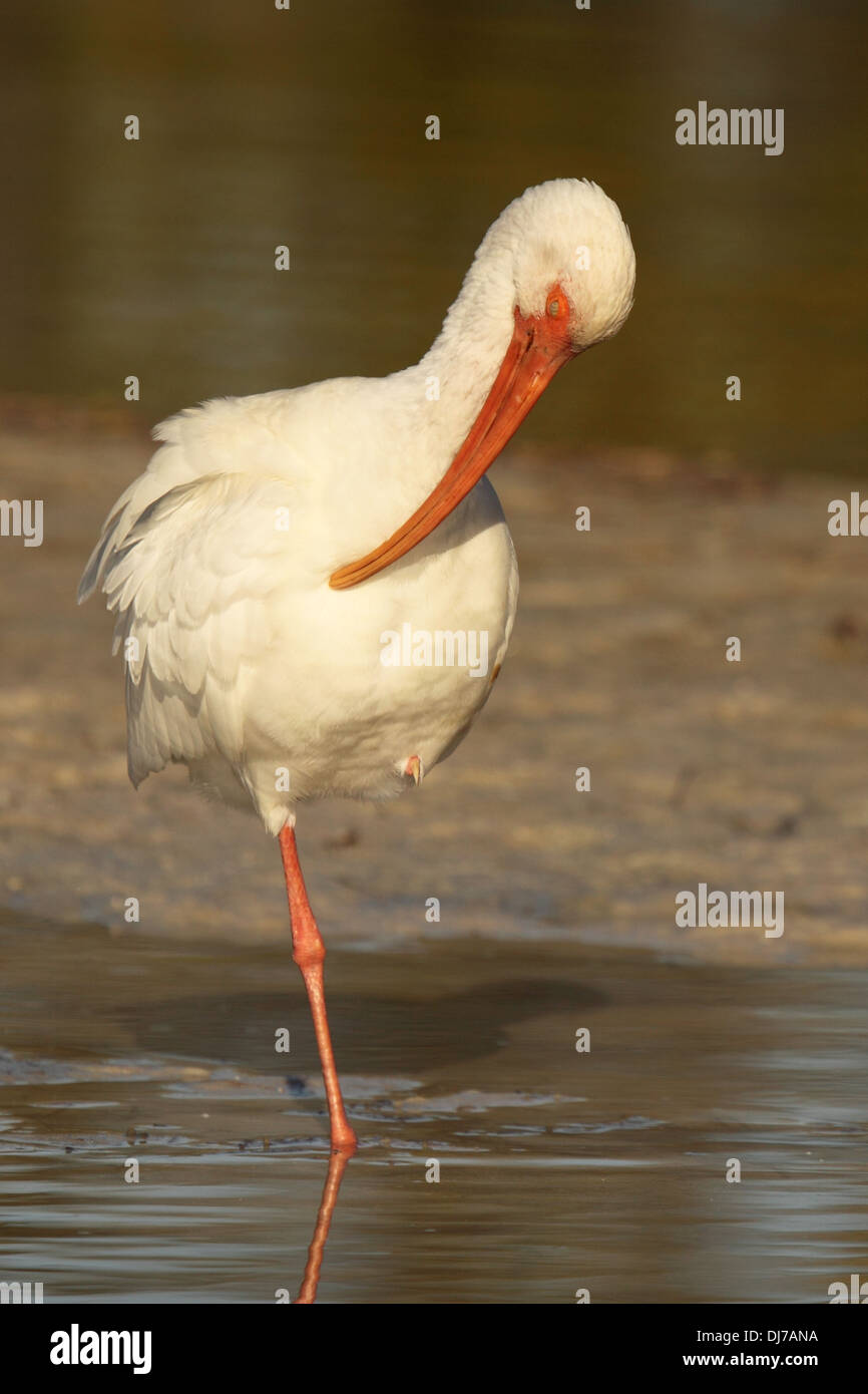 A White Ibis grooming on one leg Stock Photo - Alamy