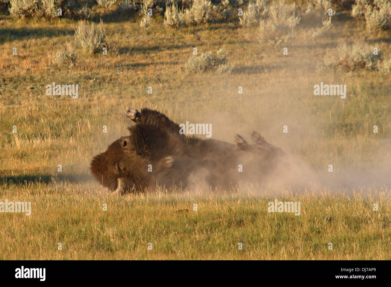 An American Bison rolling around in a dust bath Stock Photo - Alamy