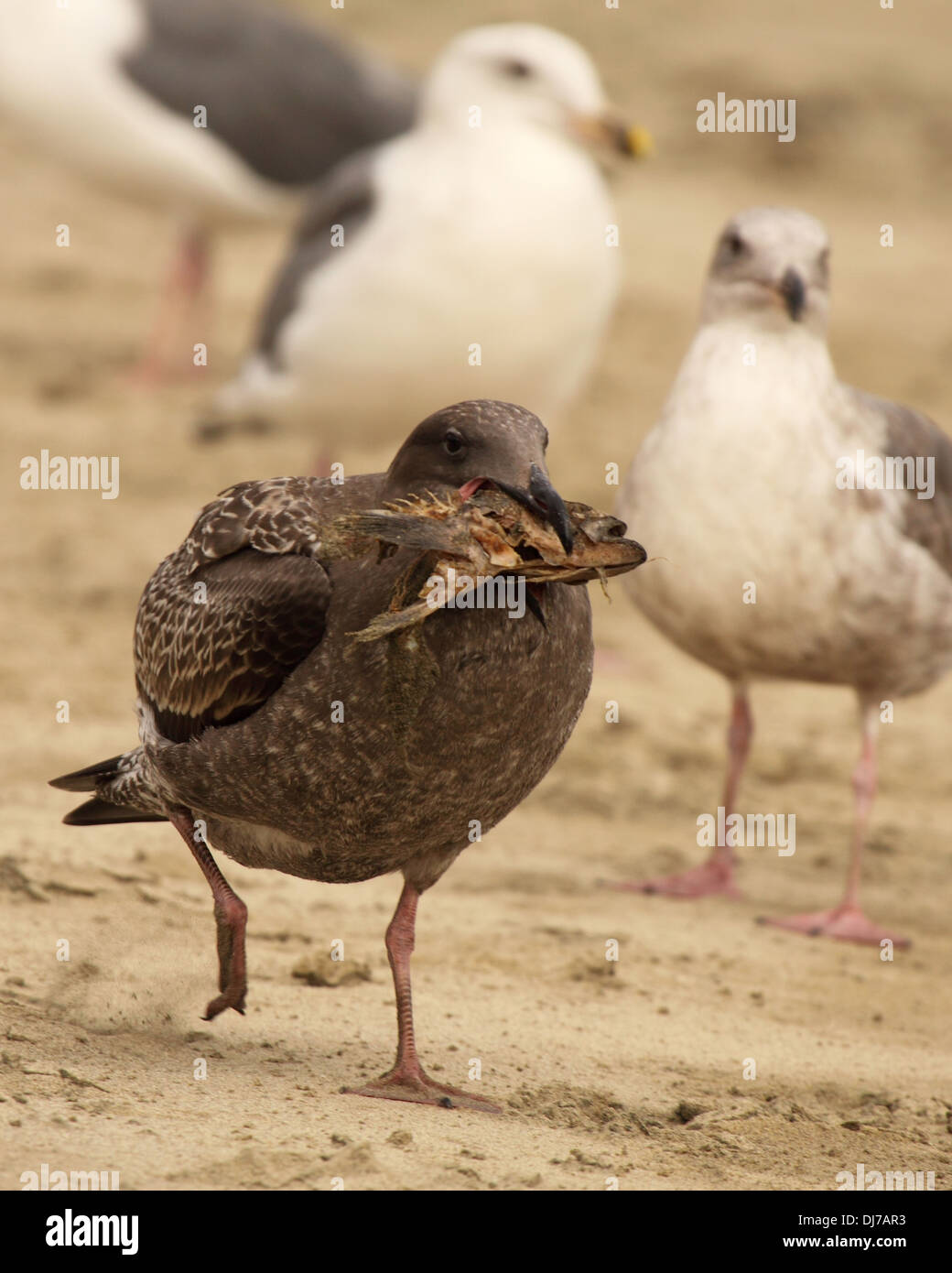 Seagull with a fish in its mouth hi-res stock photography and images ...