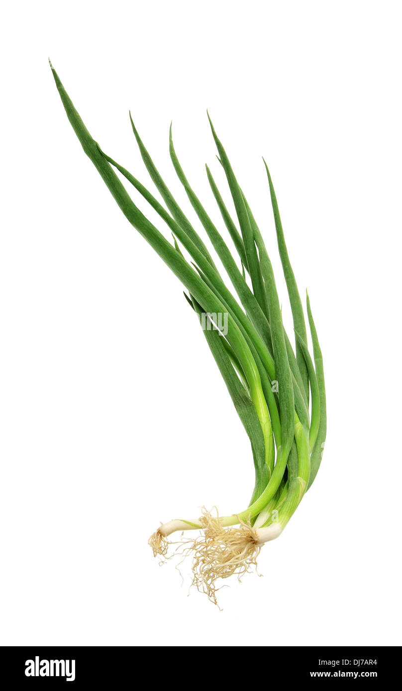 Spring onions cut out hi-res stock photography and images - Alamy
