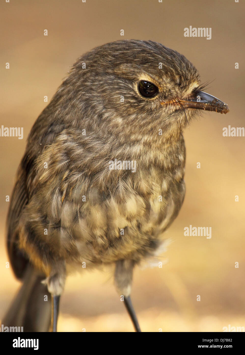 New Zealand Robin looking down Stock Photo - Alamy