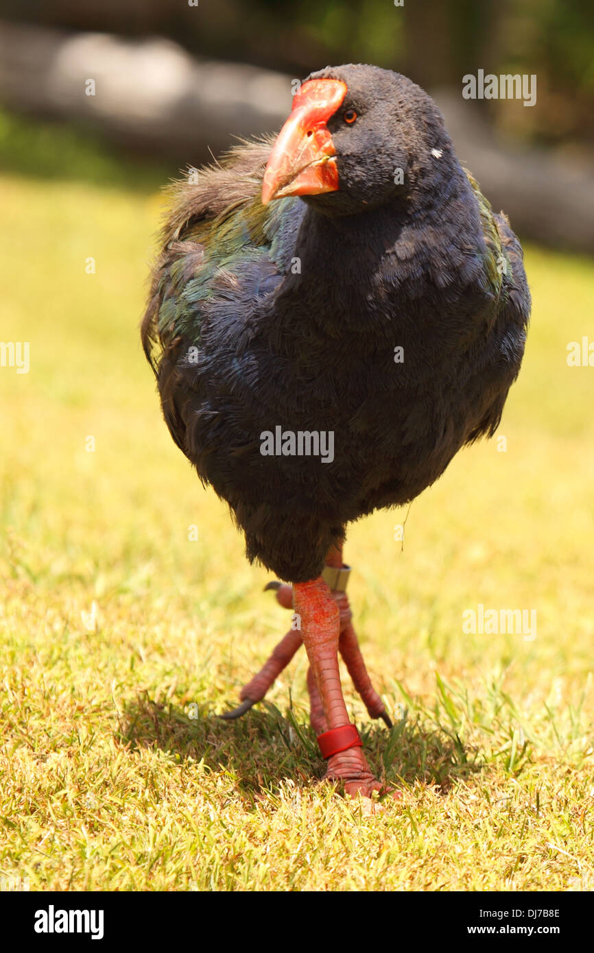 Takahe hi-res stock photography and images - Alamy