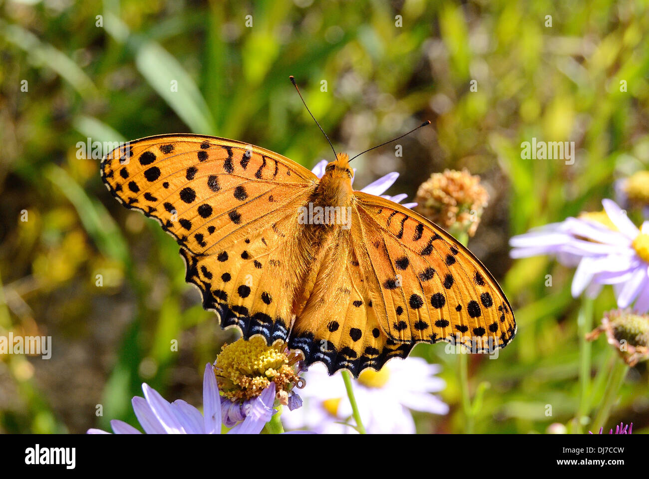 Butterfly in yellow colors hi-res stock photography and images - Alamy