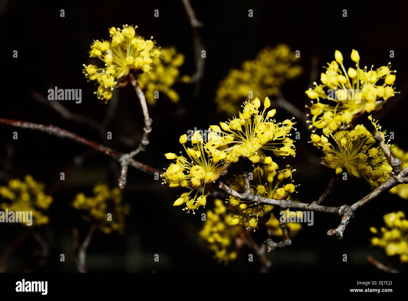 Cornus Officinalis Stock Photos & Cornus Officinalis Stock Images - Alamy