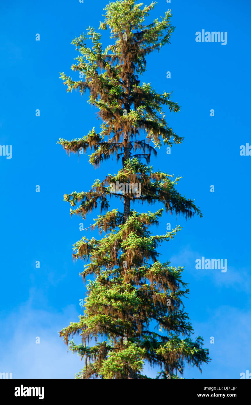Spruce, Wells Gray Provincial Park, British Columbia, Canada Stock ...