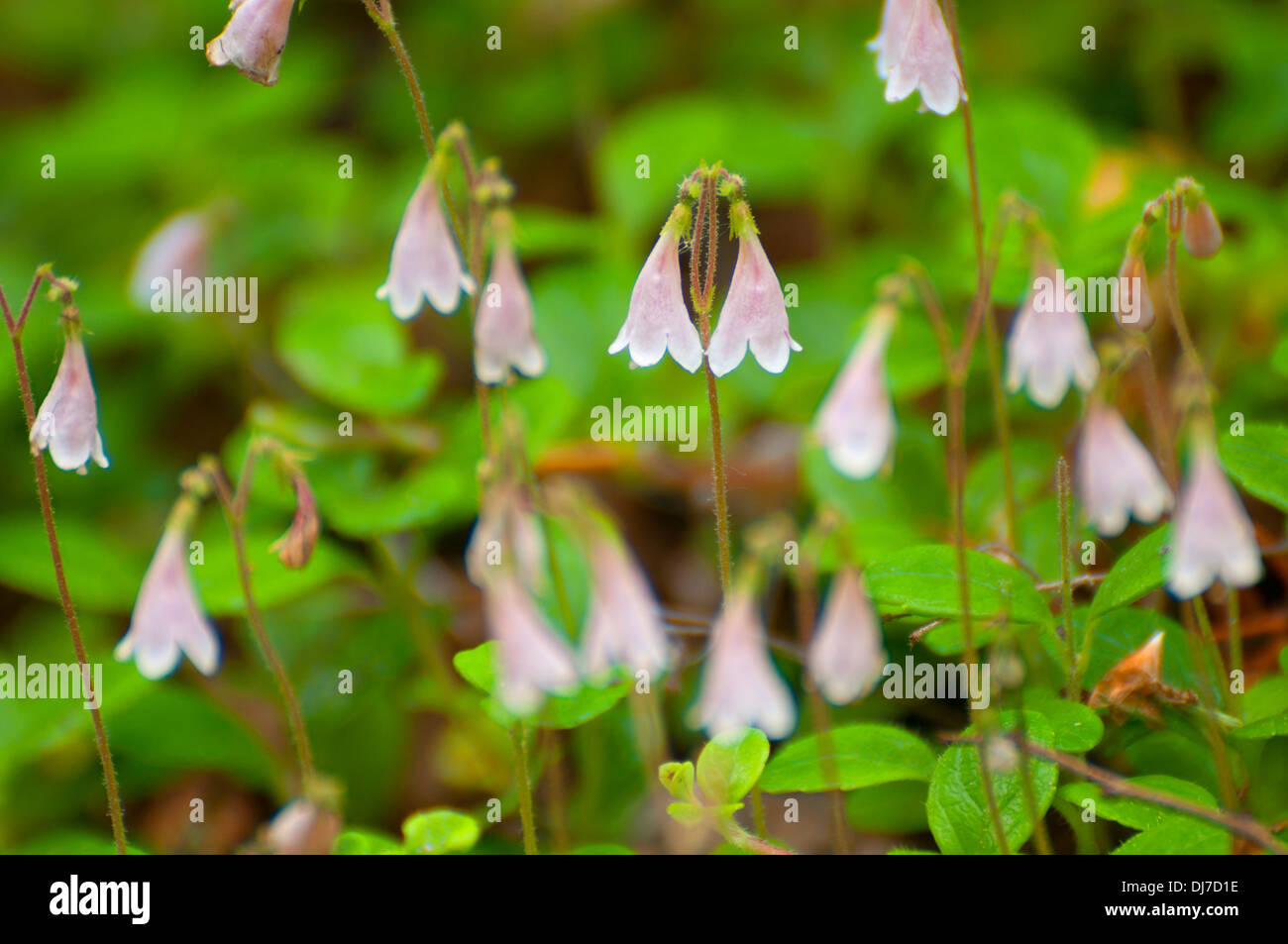 Twin flower, Mt Robson Provincial Park, British Columbia, Canada Stock ...
