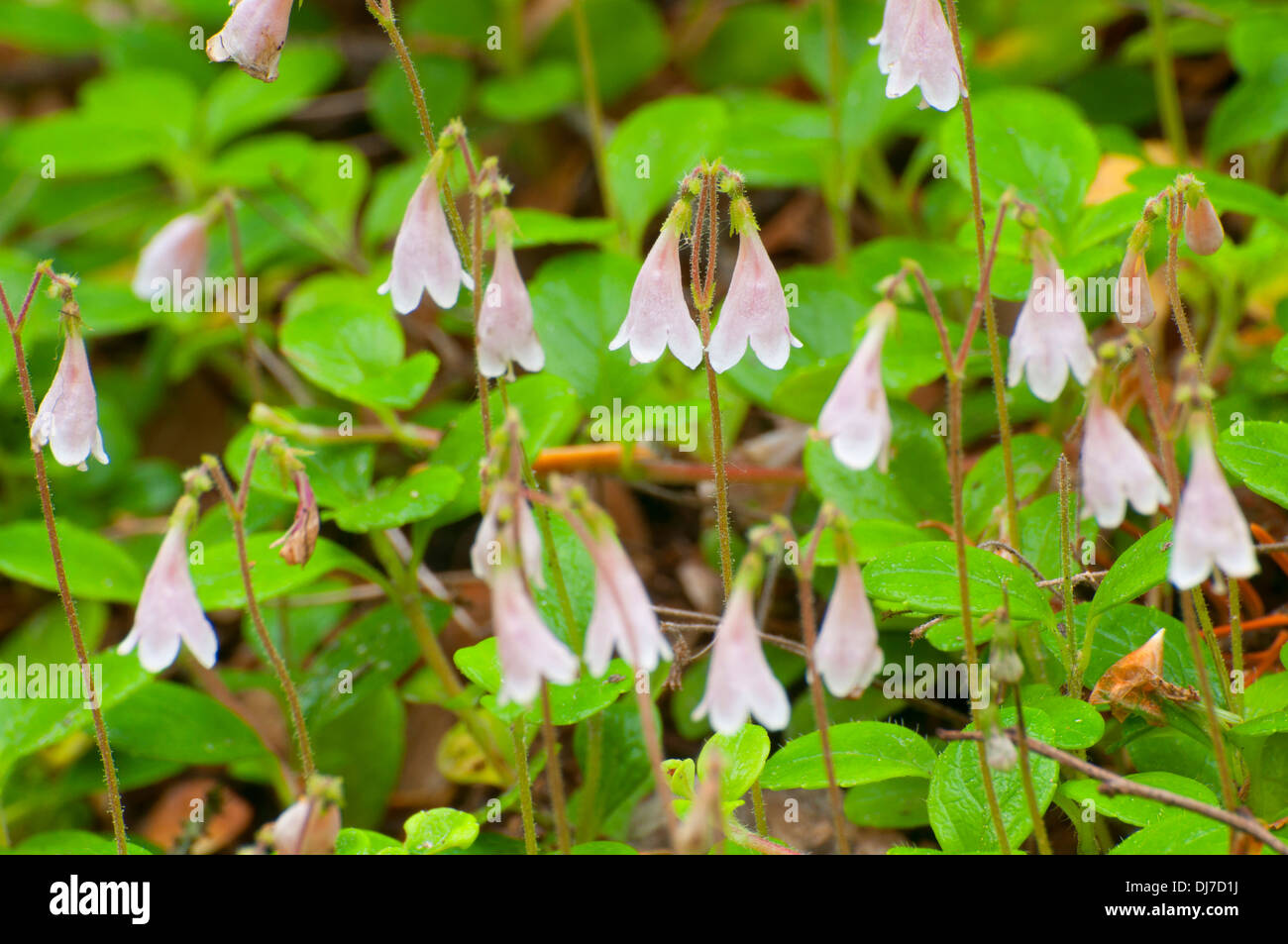 Twin Flower High Resolution Stock Photography and Images - Alamy