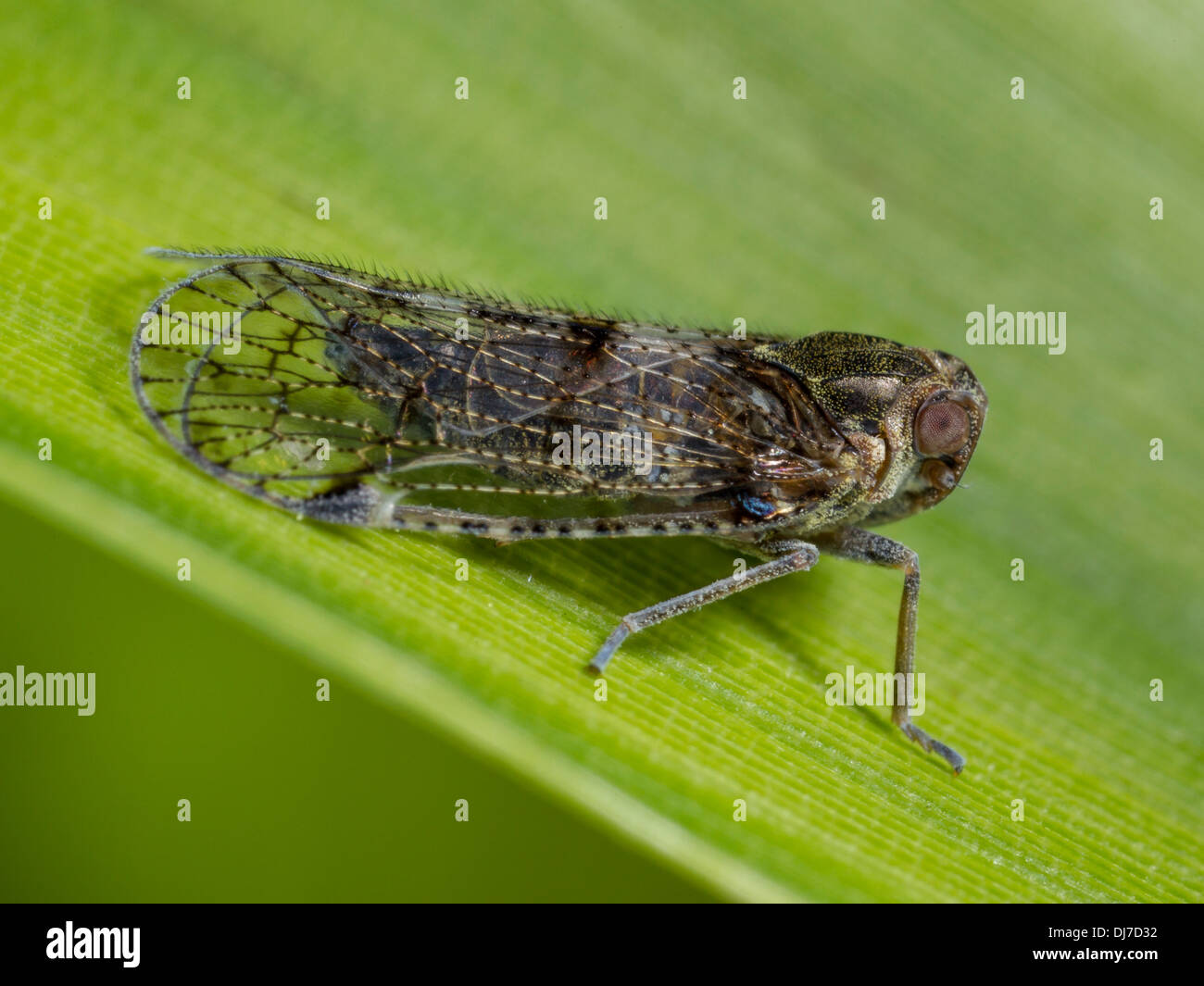 Cixius nervosus, a type of lacehopper or planthopper Stock Photo - Alamy