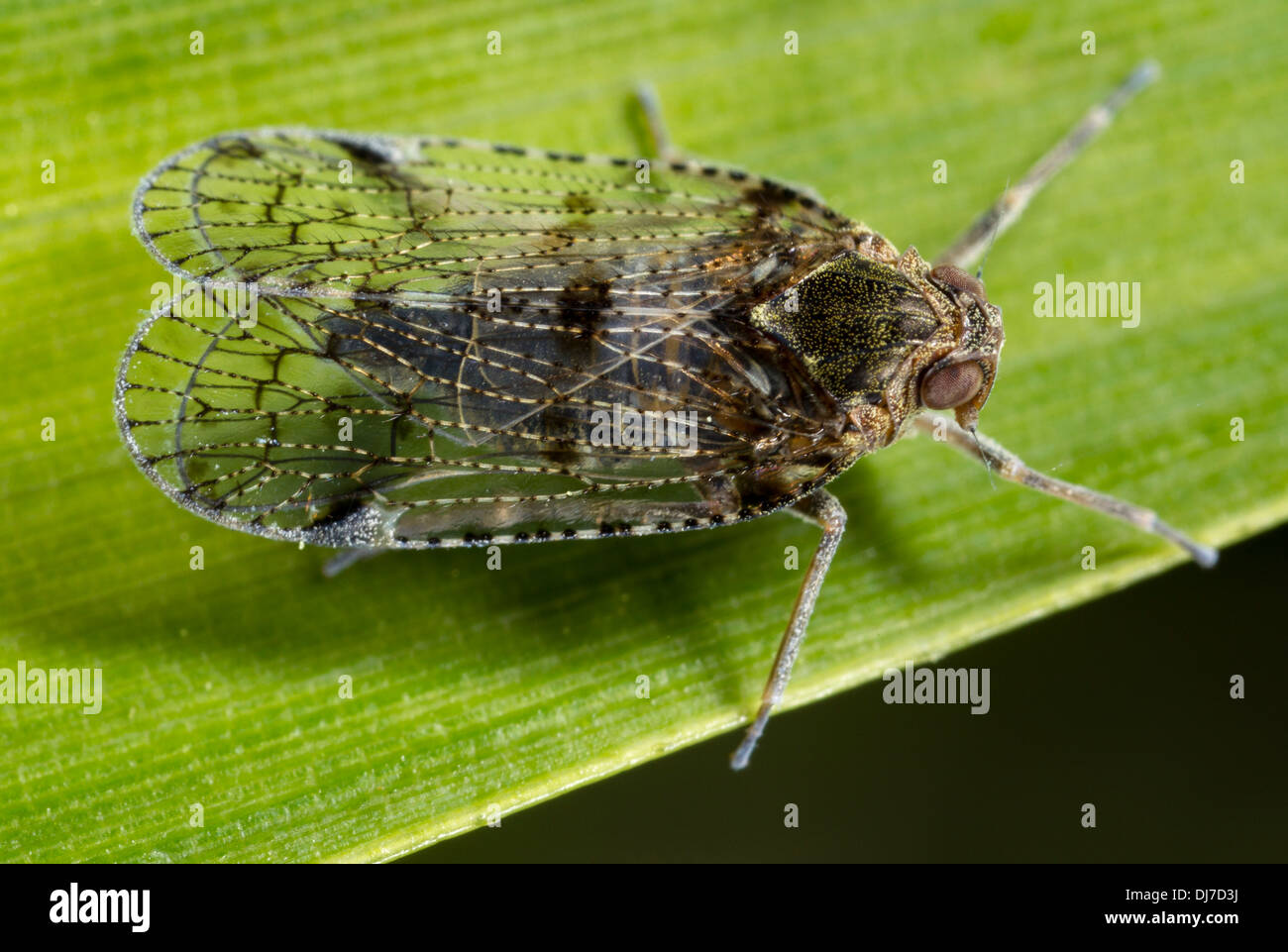 Cixius hi-res stock photography and images - Alamy