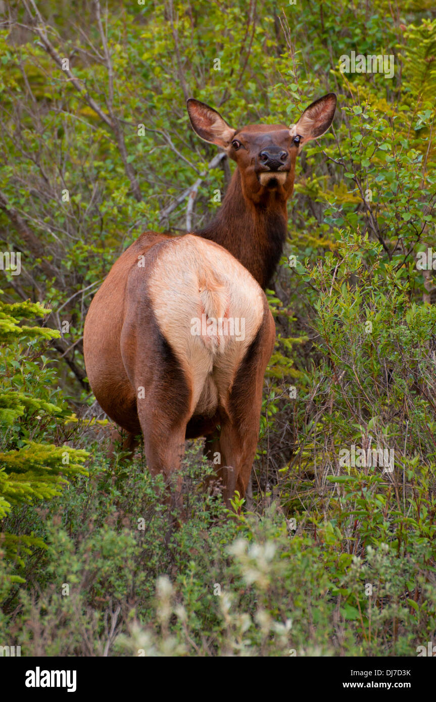 Rocky Mountain elk, Kootenay National Park, British Columbia, Canada ...