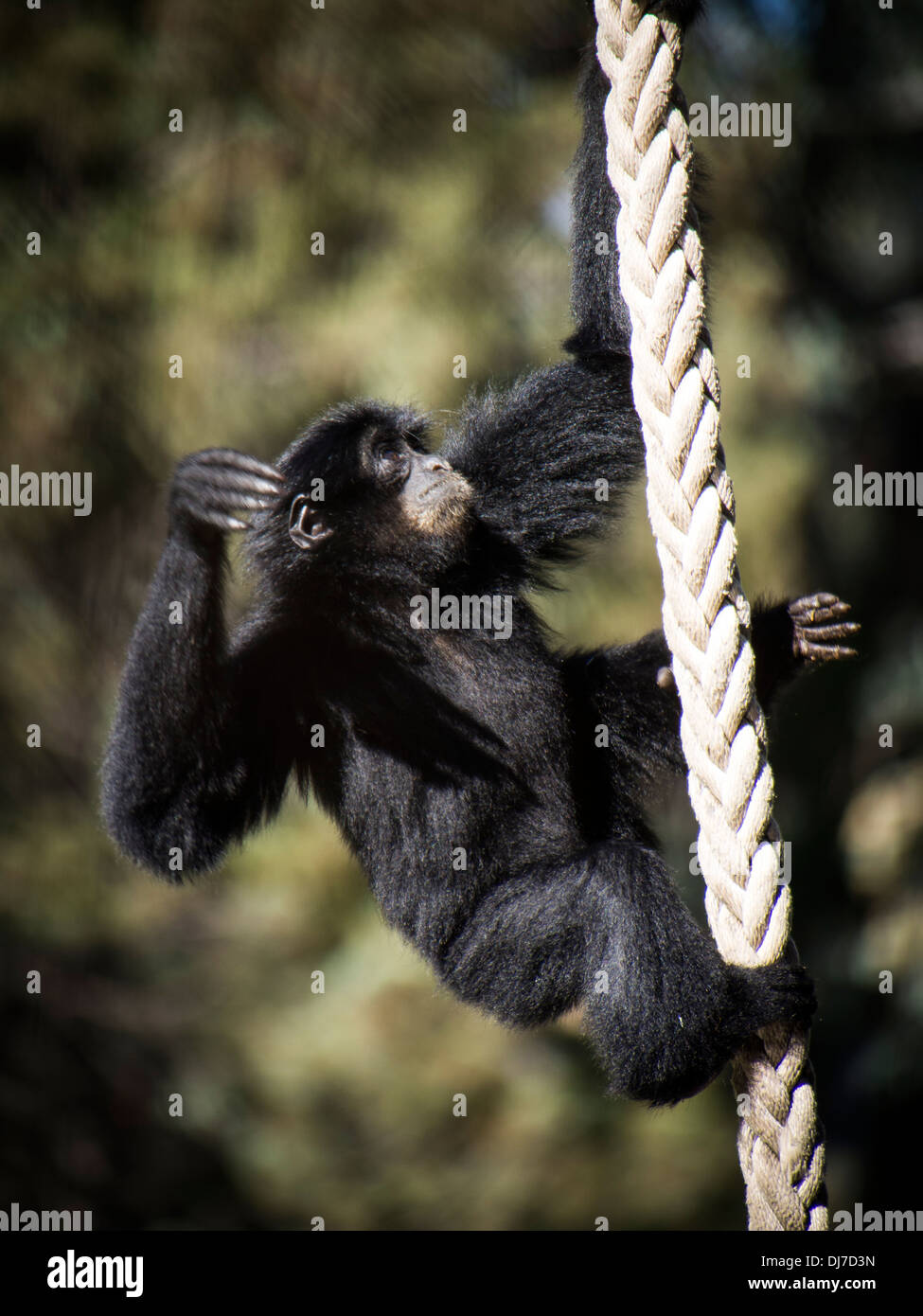 Image showing a young siamang ape climbing a rope for exercise Stock ...