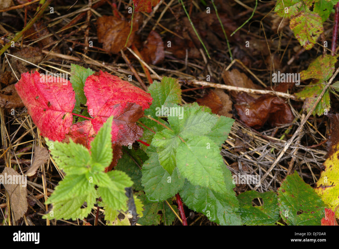 Watery colors hi-res stock photography and images - Alamy