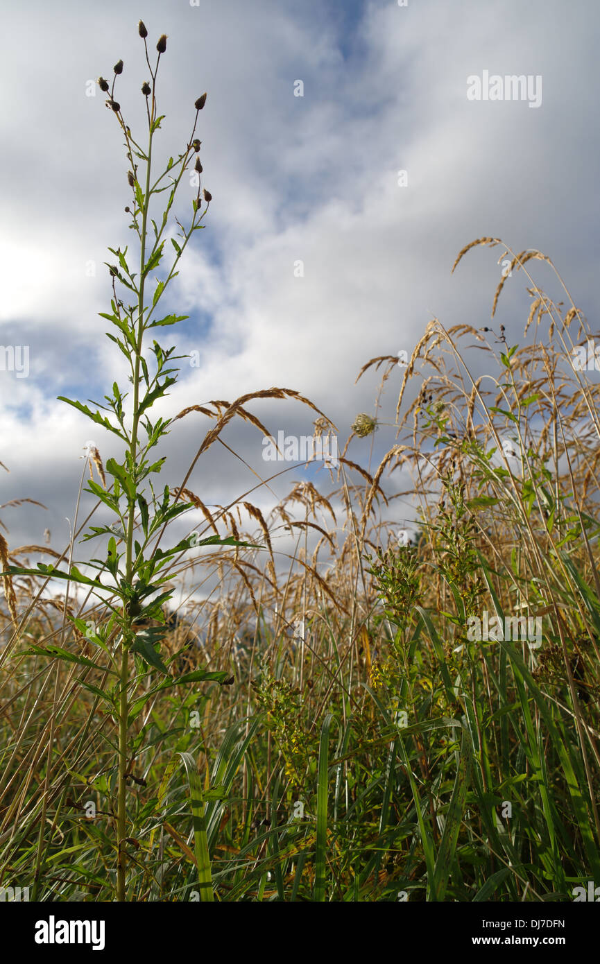 Big low clouds hi-res stock photography and images - Alamy