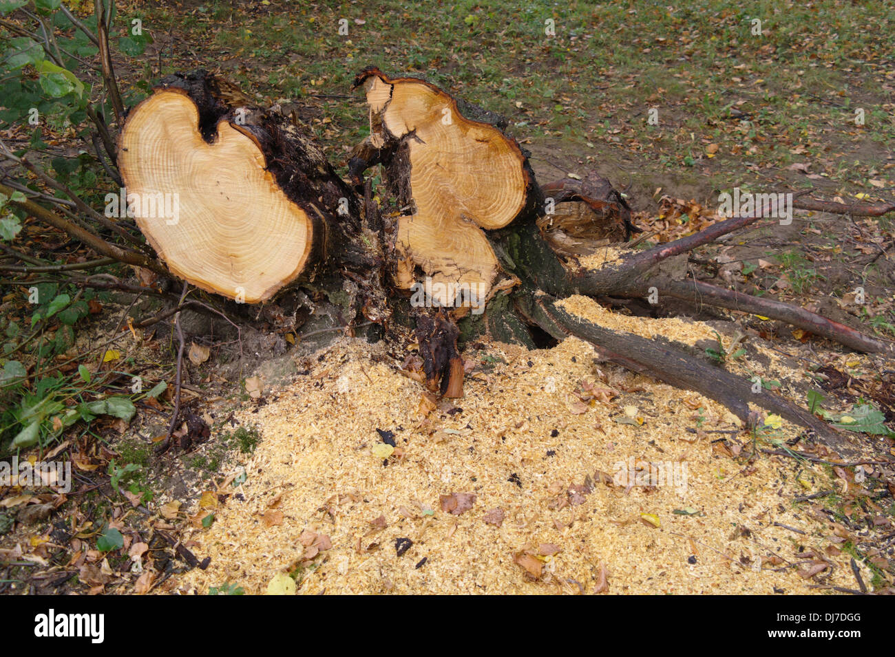 Bole tree hi-res stock photography and images - Alamy