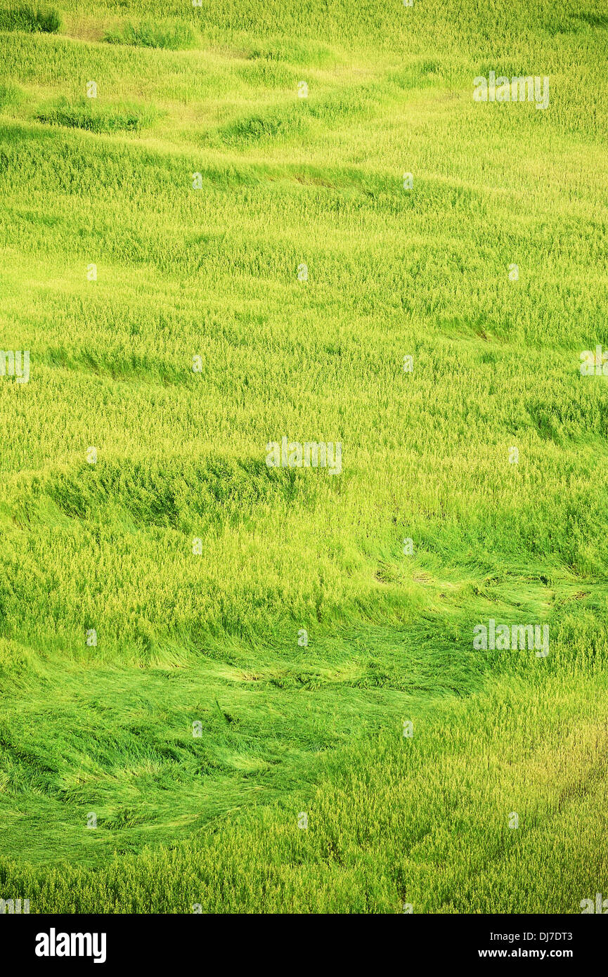 grass waves on a green meadow Stock Photo - Alamy