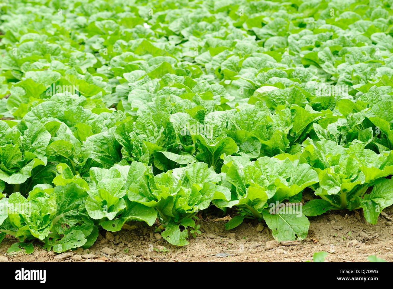 Napa cabbage field hi-res stock photography and images - Alamy