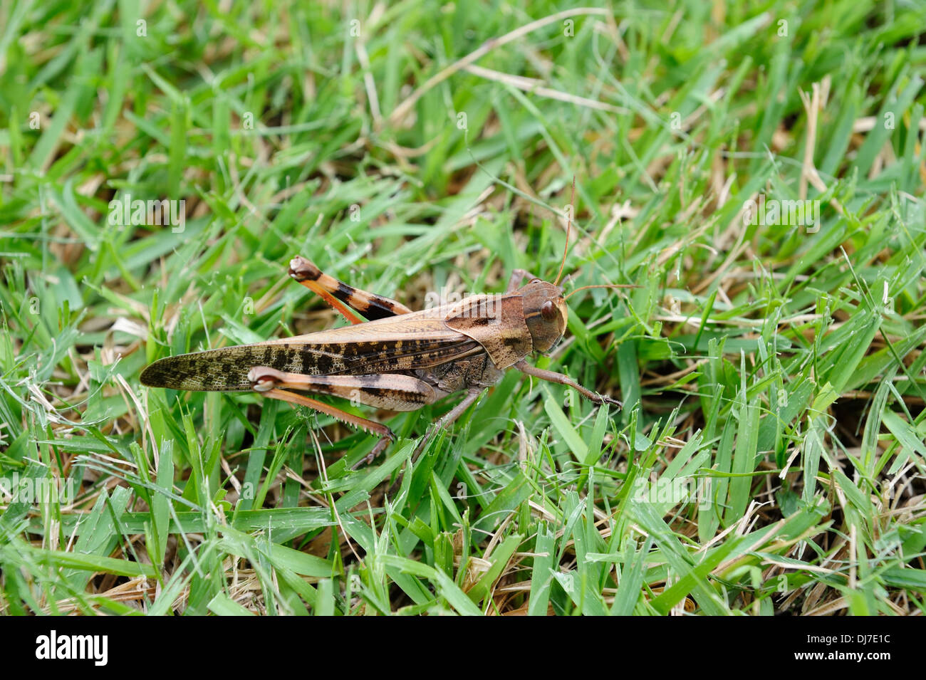 Brown plant hopper hi-res stock photography and images - Alamy