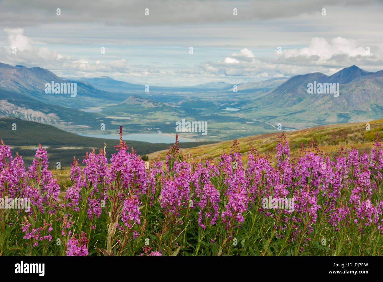 The fireweed flower is the official flower of the Yukon Territory Stock ...