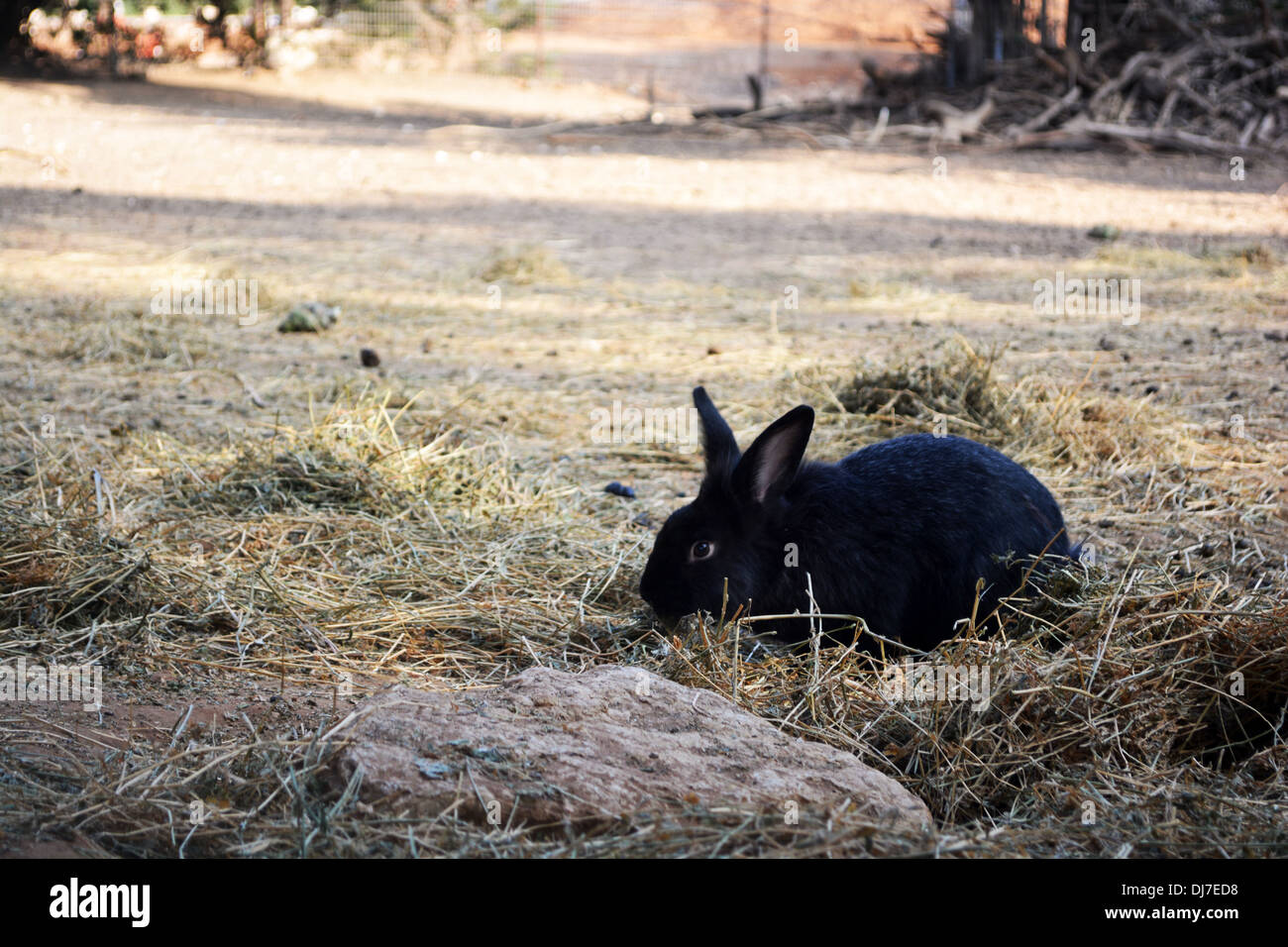 Close up black rabbit sitting hi-res stock photography and images - Alamy