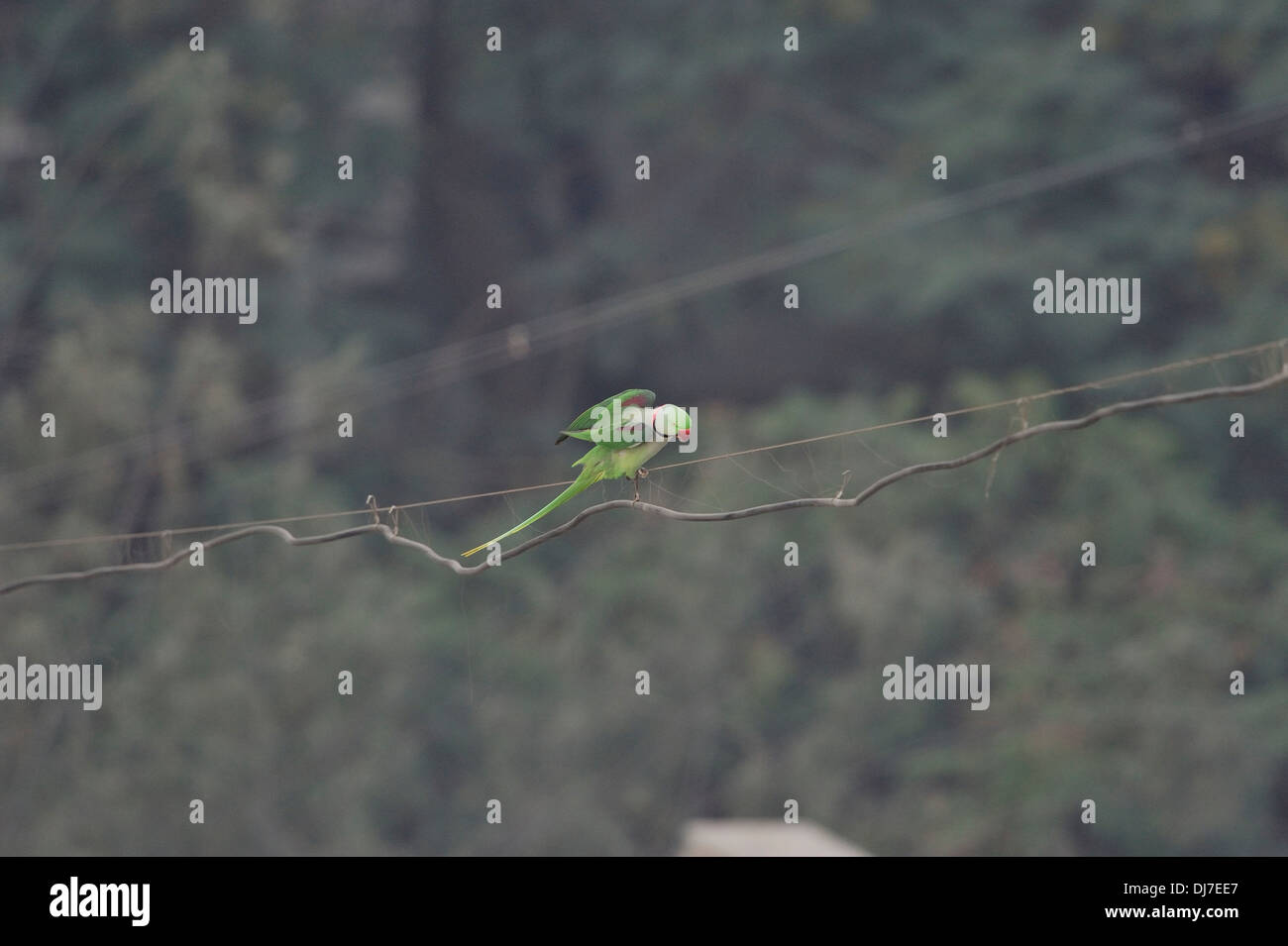 Parrot wire hi-res stock photography and images - Alamy