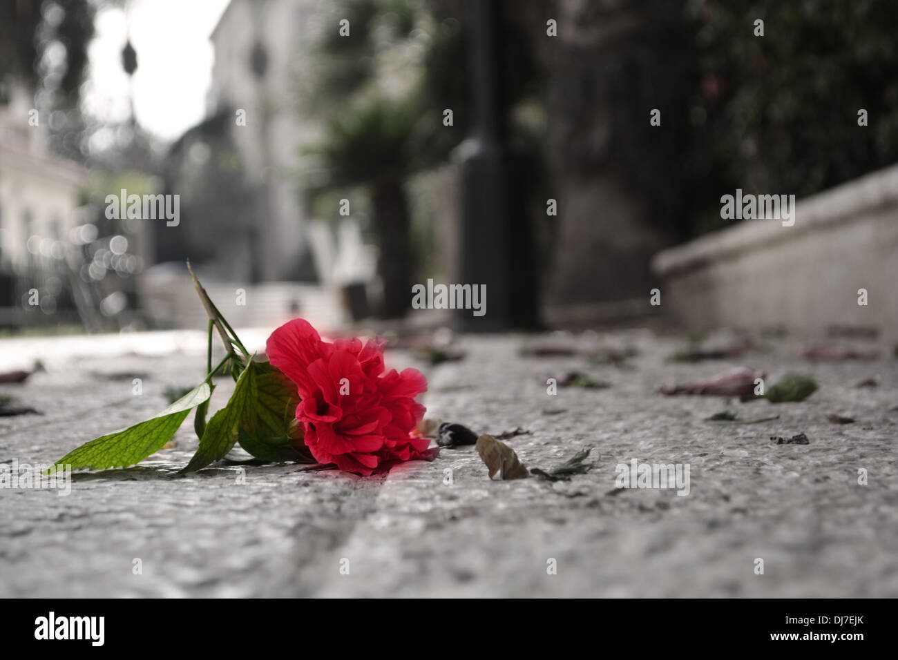 Fallen rose petals hi-res stock photography and images - Alamy