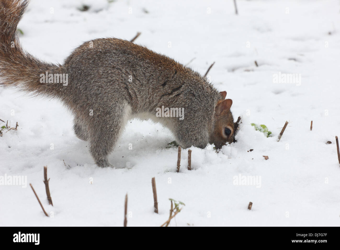 A squirrel burrows up to its ears in snow for food Stock Photo - Alamy