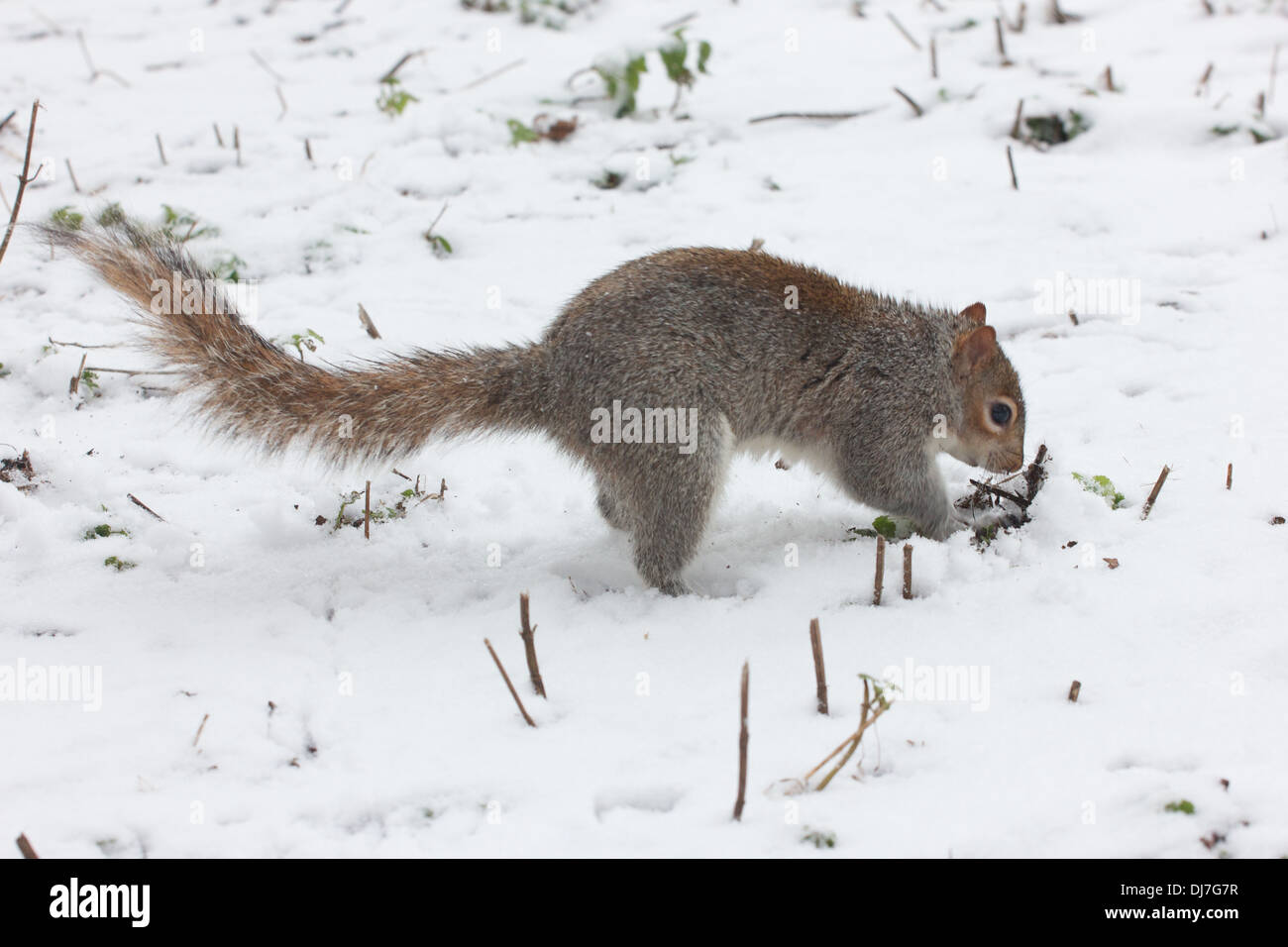 Grey squirrel digging hi-res stock photography and images - Alamy