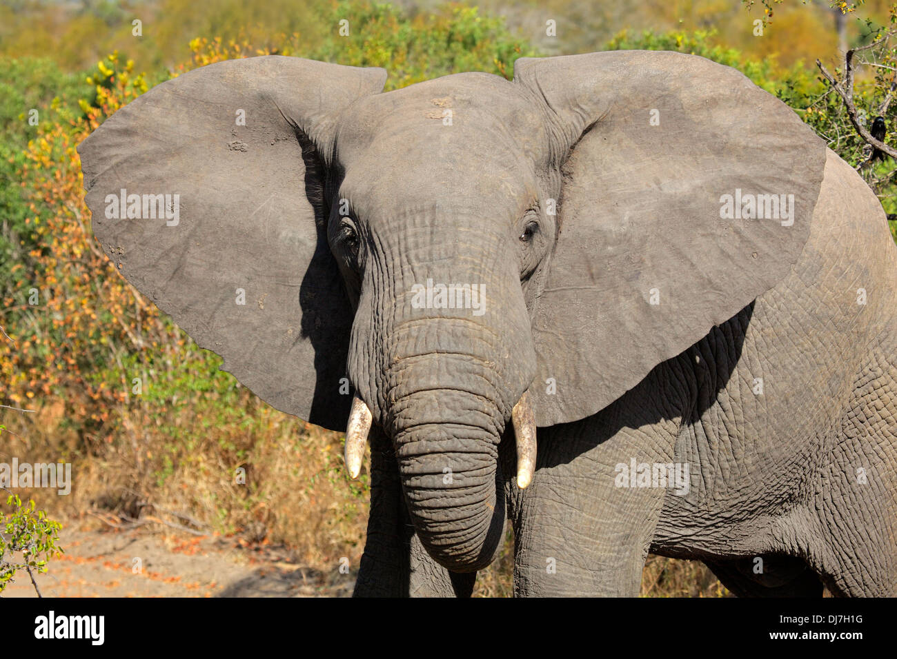 African elephant (Loxodonta africana) with large flapping ears, South ...