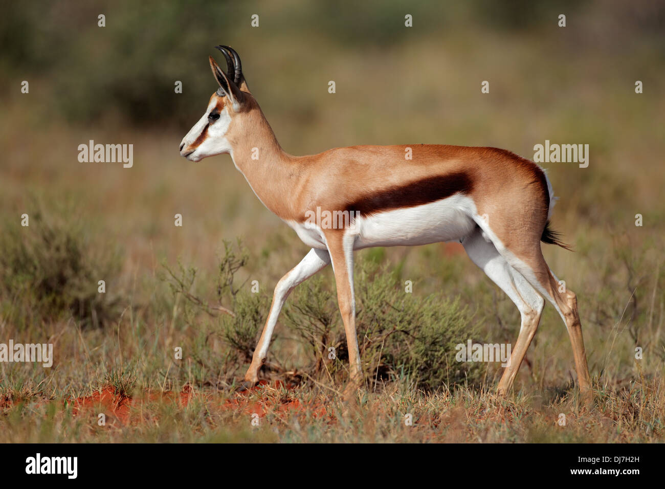 Springbok antelope (Antidorcas marsupialis) walking, South Africa Stock ...
