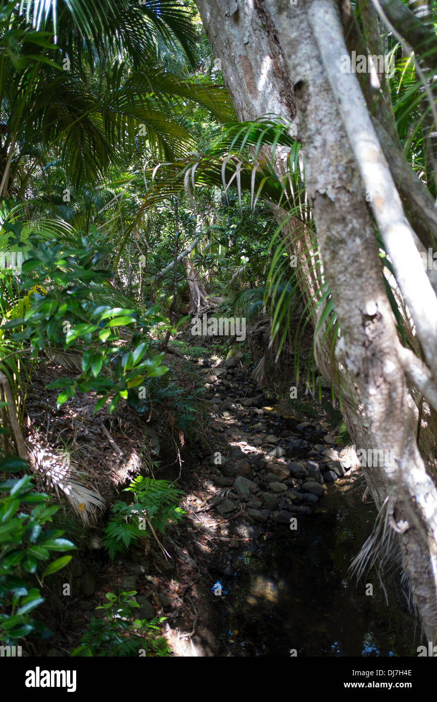 Fresh water stream running along hiking track at Lord Howe Island ...