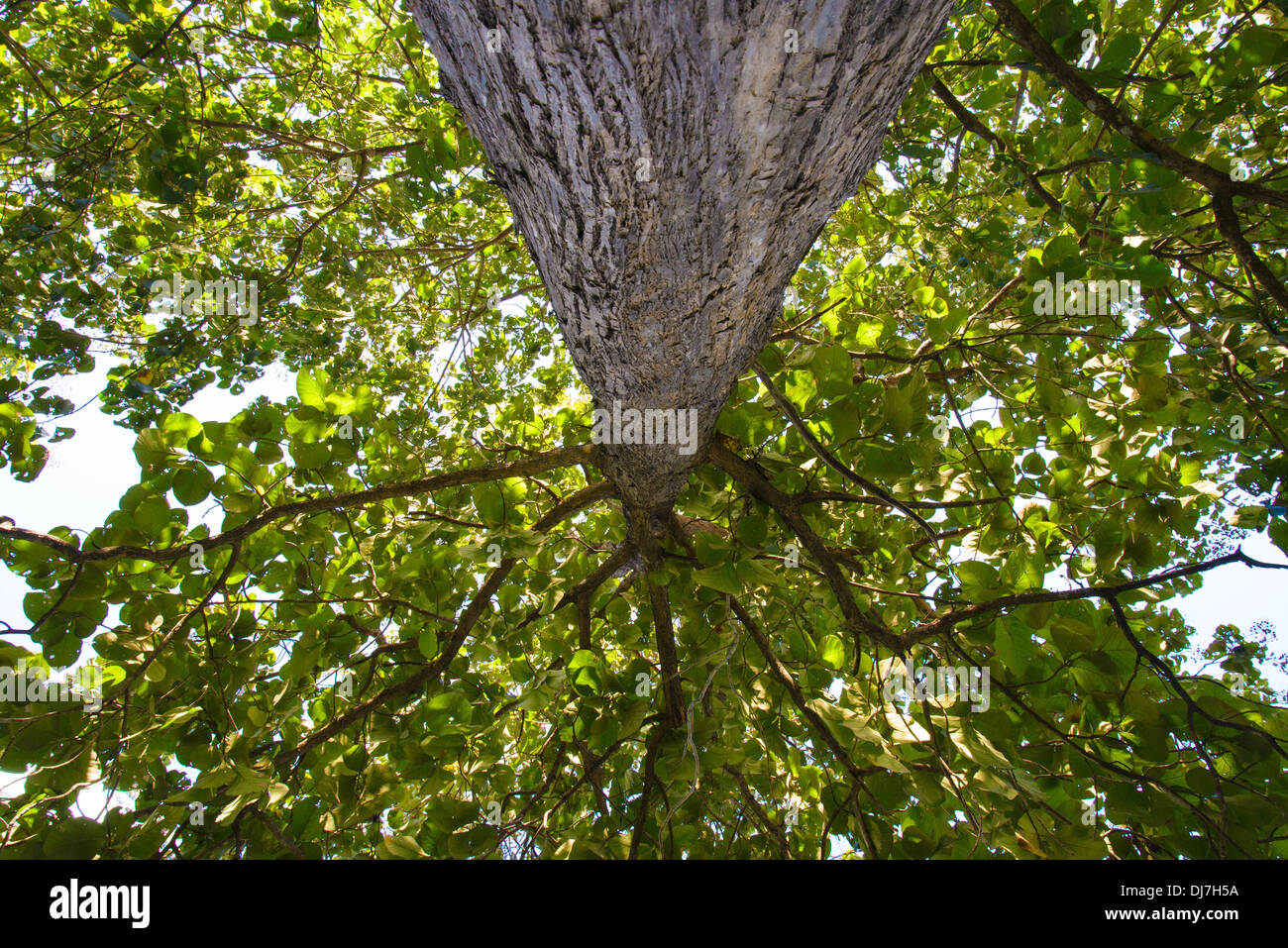 Big tall tree rainforest hi-res stock photography and images - Alamy