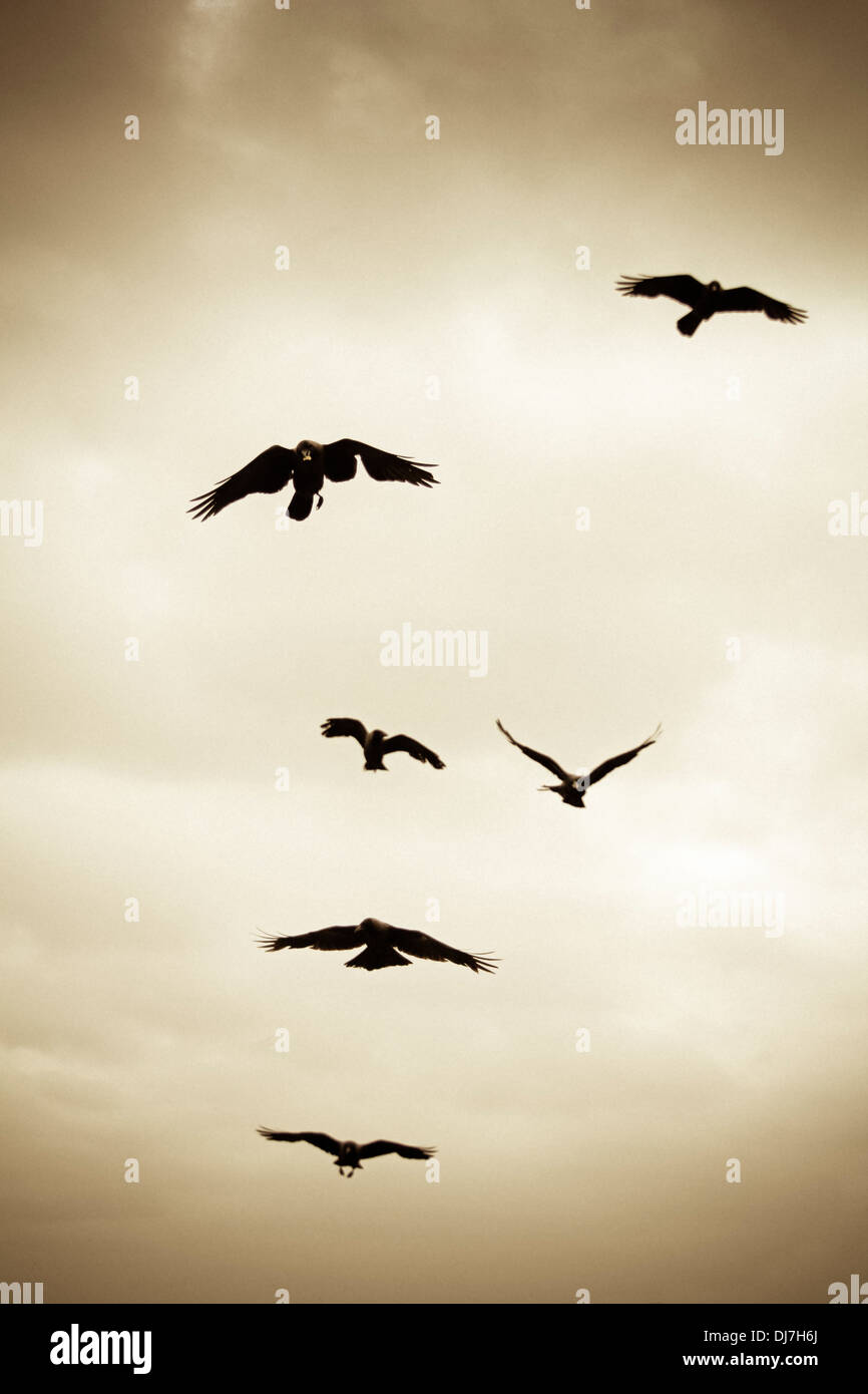 House crows, Corvus Splendens are in Flight, Pune, Maharashtra, India ...